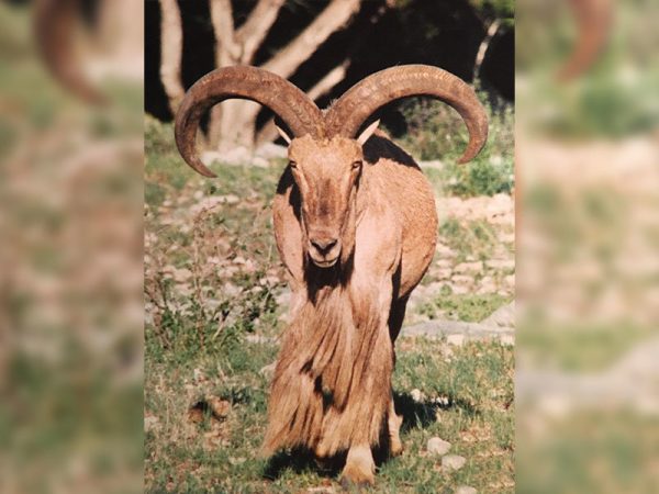 AOUDAD – BARBARY SHEEP | Diamond Outfitters